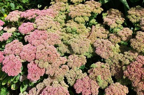 Sedum Telephium Or Hylotelephium Stock Image Image Of Grow