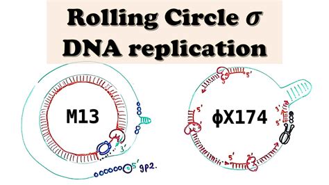 Rolling Circle Dna Replication And Amplification Plasmids And Bacteriophages M13 Phix174