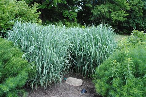 Photo Of The Leaves Of Switchgrass Panicum Virgatum Dallas Blues