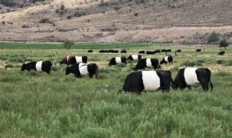 Bos Taurus Domestic Cattle — Coke Smith Wildlife