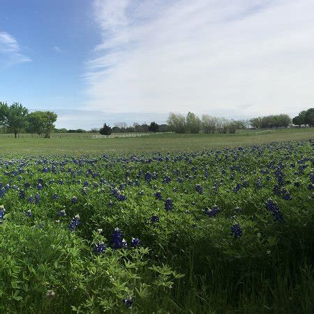 Bluebonnet Trail Ennis All You Need To Know Before You Go With