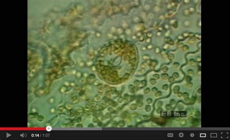 Video Stomata Opening And Closing Deeproot Blog