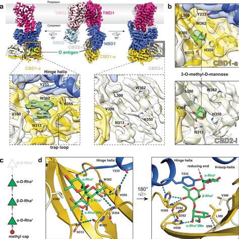 Cryo Em Structure Of Wzmwzt In Complex With A Aeolicus O Antigen Or Download Scientific