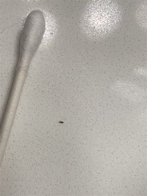[california] Teeny Tiny Black Bug In My Bathroom Whatsthisbug