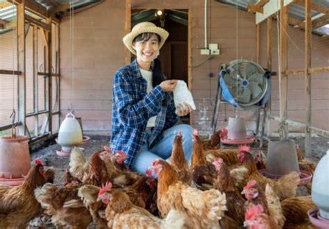 Breed Profile Of The Golden Sex Link Chicken