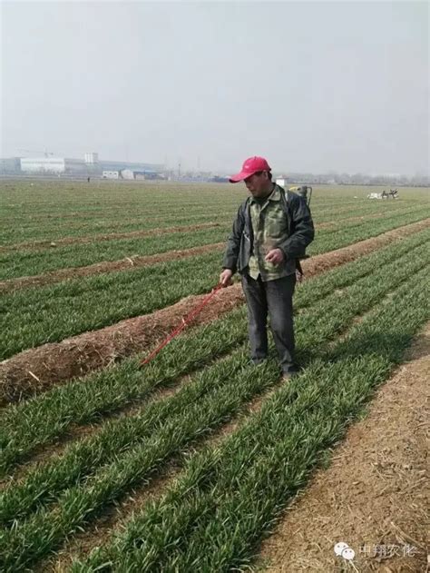 冬小麦打除草剂需要注意的几点建议小麦除草剂使用技术八不要二必须