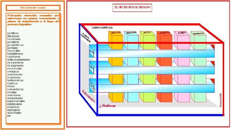 Conceptos Sexolog A Entender La Sexualidad Humana Instituto De Sexolog A Incisex