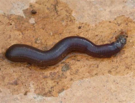 14 Worm Facts That Will Surprise You