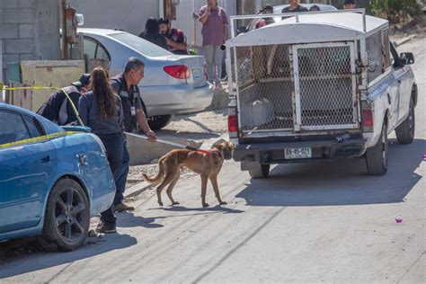 Atienden Al Mes 300 Víctimas De Mordeduras Noticias De Tijuana El