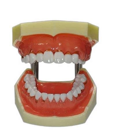 Teeth Pathologies Model For Clinical At ₹ 2500piece In Jaipur Id