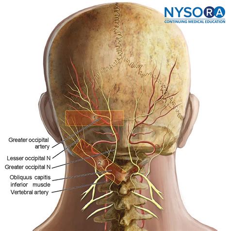 Lesser Occipital Nerve Distribution