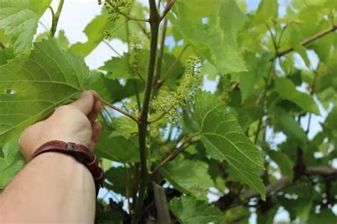 Leaf Petiole Testing At ₹ 800piece Vani Nashik Id 2850740644491