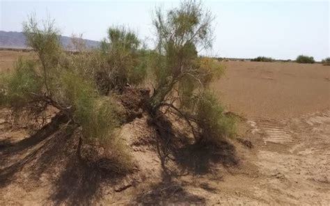 بیابان زدایی گام اول بهره‌گیری از منابع طبیعی برای توسعه پایدار