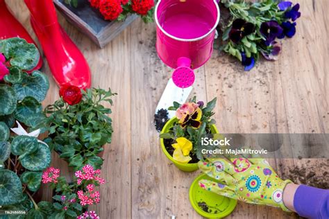 원예 도구 급수 캔 꽃 장갑 스페이드 토양 자유 텍스트 공간이있는 정원 개념 레이아웃의 봄 개체 그룹에 대한 스톡 사진 및 기타 이미지 Istock