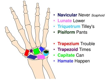 Ppt Hand And Wrist Powerpoint Presentation Free Download Id 3021090