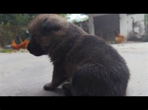 捡回来的小奶狗越来越胖了越来越可爱了 YouTube