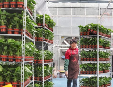 江西彭泽种植特色花卉促增收 人民图片网