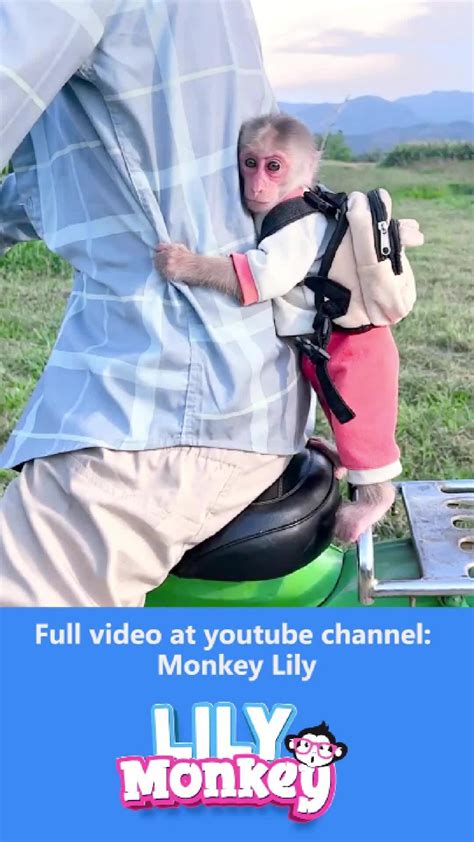 Monkey Lily Monkeylily43 Tiktok