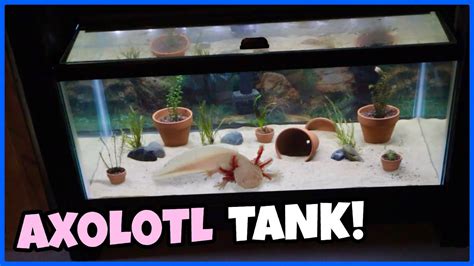 Setting Up A 40 Gallon Axolotl Tank Youtube