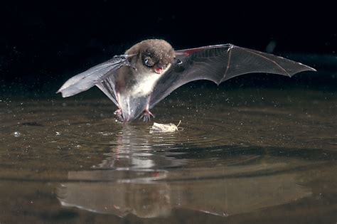 Летучая мышь виды и описание животных интересные факты и фото