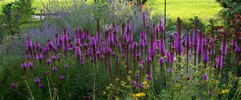 Цветы лиатрис многолетник