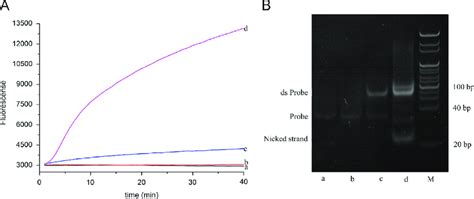 Verification Of Fluorescence Probe Mediated Cascade Signal Download Scientific Diagram