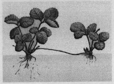 Irrigation Method Of Clonal Plants Eureka Patsnap