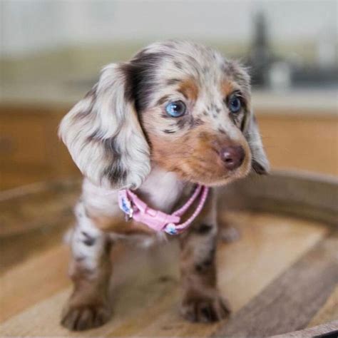 Fun And Fascinating Dachshund Facts