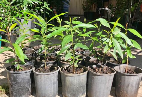 Exotic Java Plum Plants In Sydney Nsw Australia Find Near You