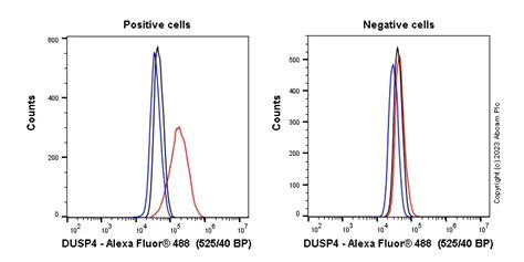 Anti Dusp4 Antibody Epr19881 Ab216576 Abcam