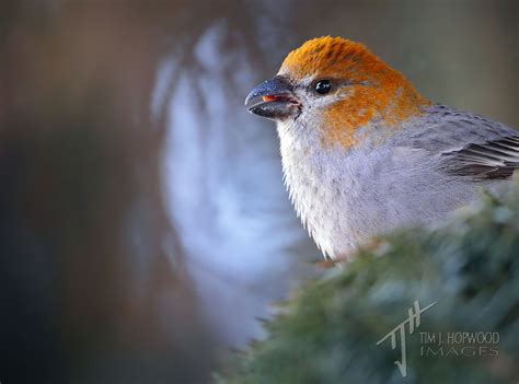 bird canada a voice for the northern bird