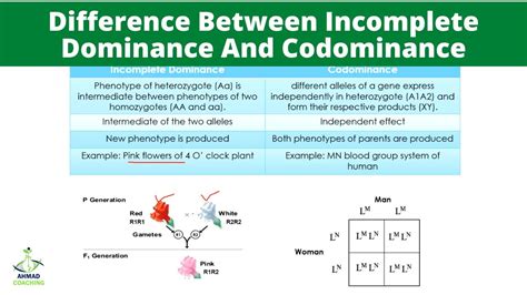 Difference Between Incomplete Dominance And Codominance YouTube