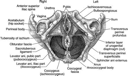 Pelvic Floor Hypertonic Disorders Identification And Management