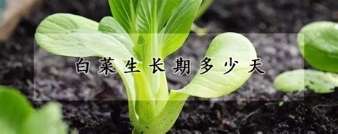 白菜的生长周期 发财农业网