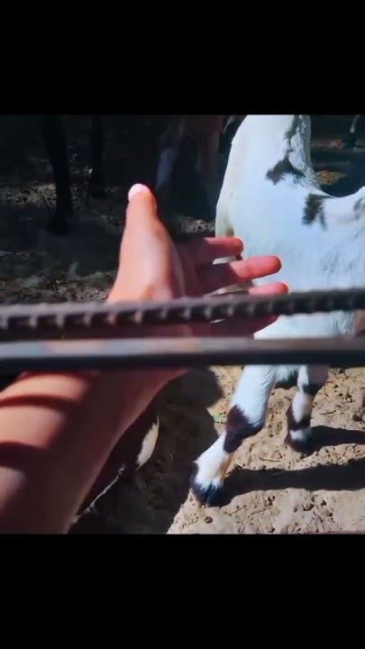 When U Love Bakri Ka Bacha Viral Sun Trending Funnyvedio Statusvideo 1million Foryou