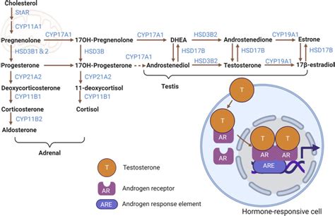 Steroid Hormone Signaling Multifaceted Support Of Testicular Function Pmc