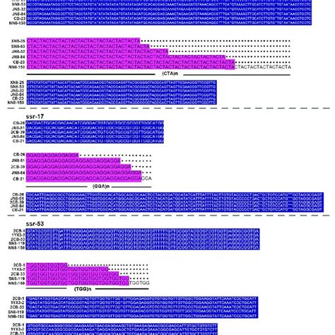 multiple sequence alignments of the sequences of pcr products based on