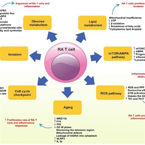 Roles Of Cd4⁺ T Cells In Ra Pathogenesis Cd4⁺ T Helper Th Cells Are Download Scientific