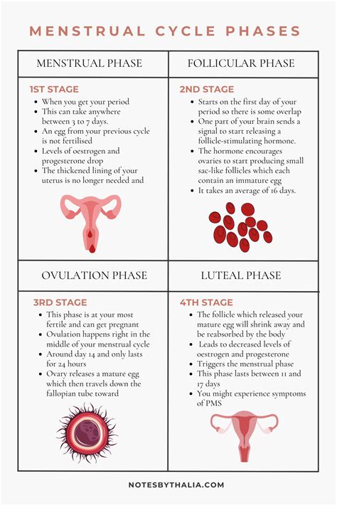 Menstrual Cycle Phases Infographic Menstrual Cycle Phases Menstrual Cycle Menstrual Health