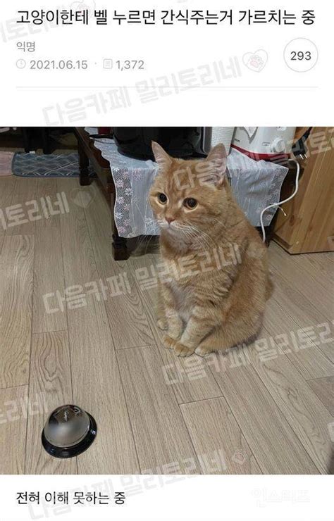 냥이한테 벨 누르면 간식주는거 가르치는 중 인스티즈 Instiz 이슈 카테고리