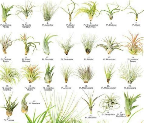 Various Types Of Air Plants For Your Garden Tillandsia Catwalk