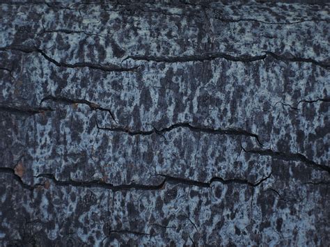 Texture Tree Background Free Photo On Pixabay Pixabay