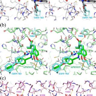 Comparison of the Ligand Binding Mode in the Binding Pocket of PPARα Download Scientific