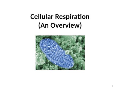 Pptx Cellular Respiration An Overview 1 Objectives Swbat Describe
