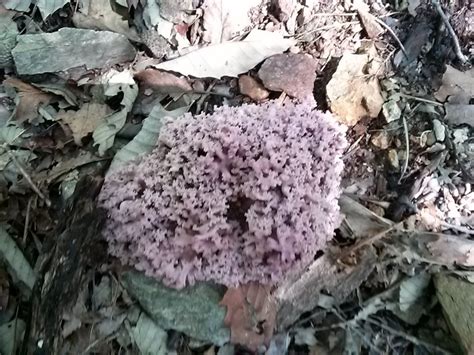 송이싸리 버섯산행