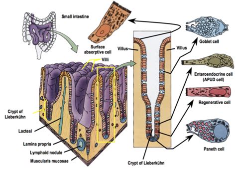 Crypts Of Lieberkuhn Diagram