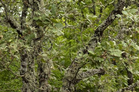 The Oak Tree Quercus Pubescens Grows In The Highlands Relic Tree Oak