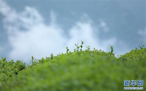 人民日報 Peoples Daily On Twitter 【湖北鶴峰：漫山一片綠 夏茶采收忙】仲夏的湖北省鶴峰縣木耳山萬畝茶園，茶山