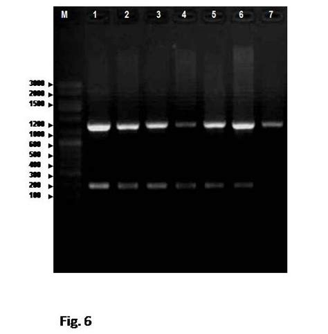 Amplified Product Bp Of Lsi Gene With Seven Varieties Of Rice Download Scientific