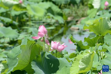 妈妈们的夏日荷花头像又上新啦 搜狐大视野 搜狐新闻